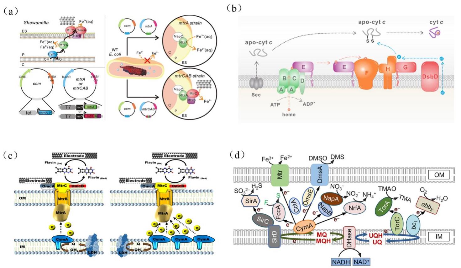 电能细胞的合成生物学设计构建