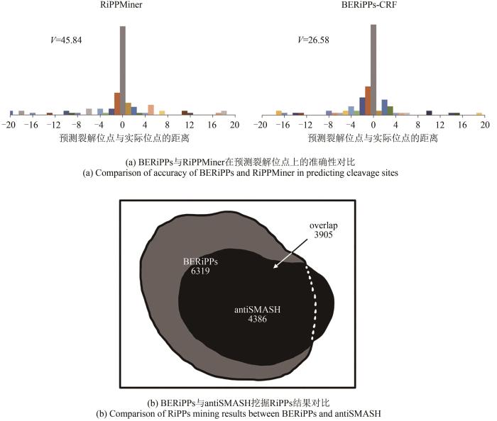 基于深度学习识别RiPPs前体肽及裂解位点