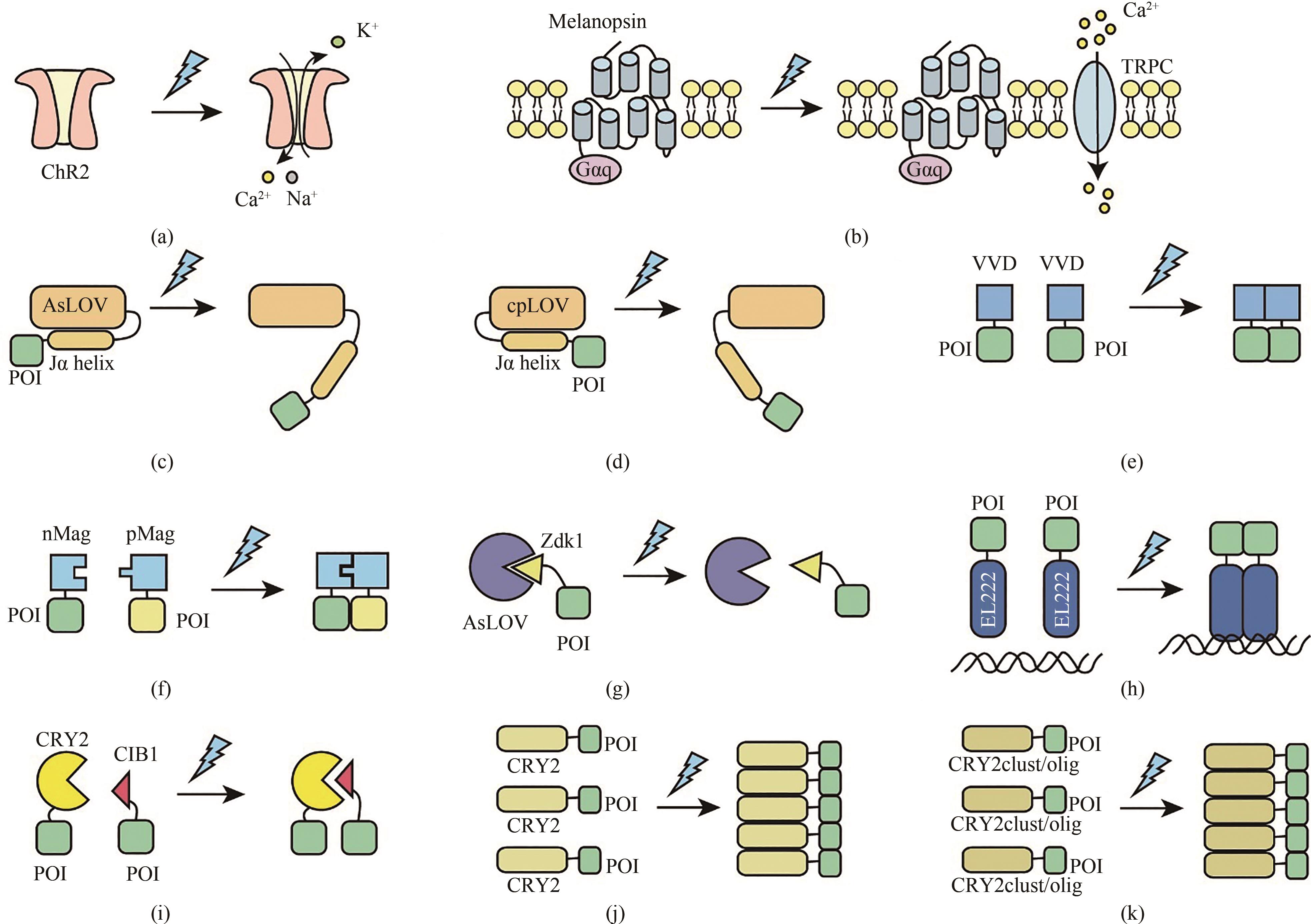 光遗传学照进生物医学研究进展