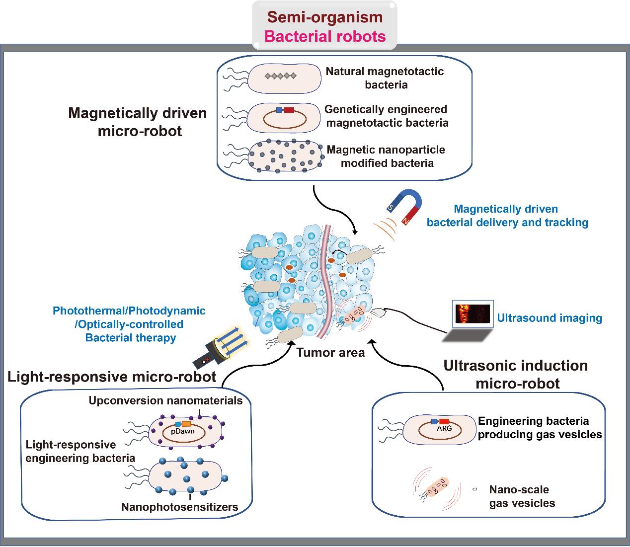 Synthetic nanobiology——fusion of synthetic biology and nanobiology