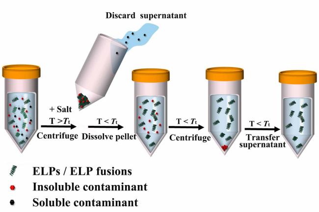 Biosynthesis of Elastin-Like Polypeptides and their applications in ...