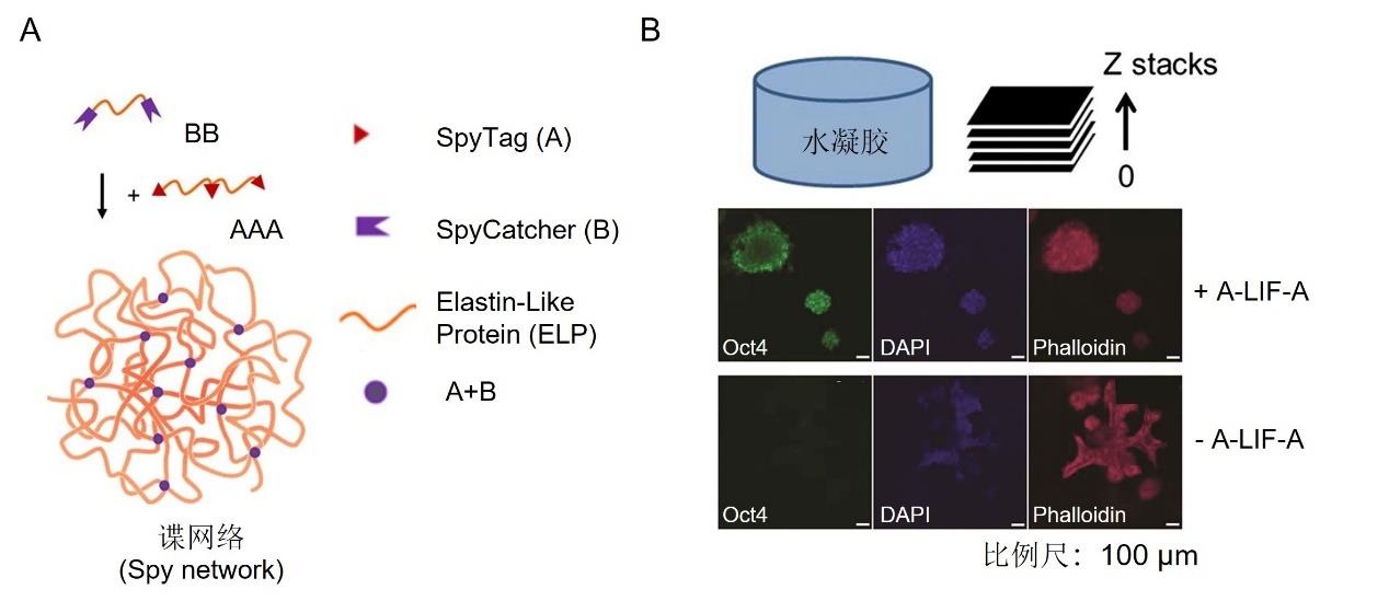 可基因编码点击化学在材料合成生物学中的应用