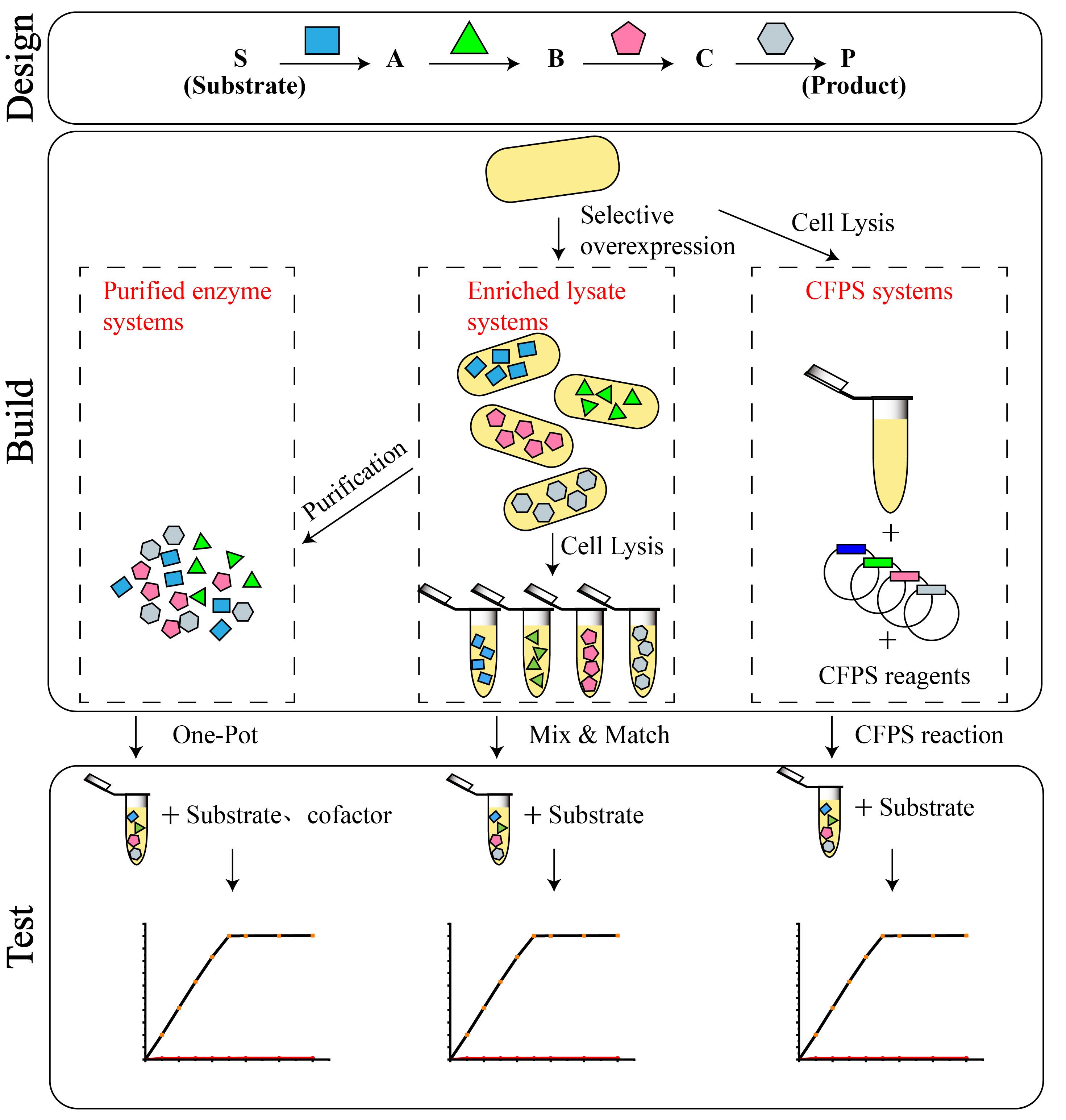 基于无细胞体系的生物合成代谢模块设计、构建与快速途径原型