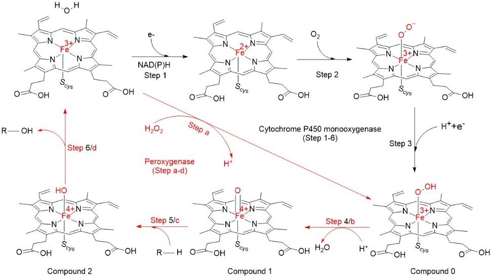 Review of research on unspecific peroxygenases （UPOs）