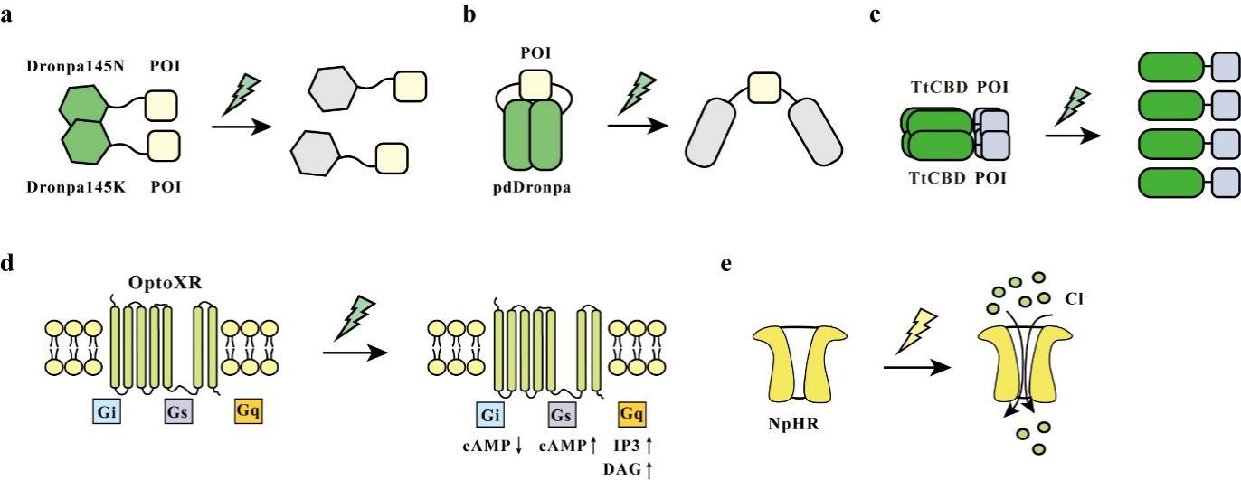 光遗传学照进生物医学研究进展