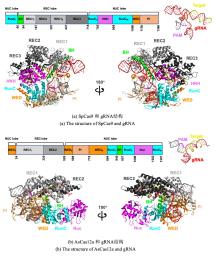 Protein Engineering of DNA Targeting Type II CRISPR–Cas systems