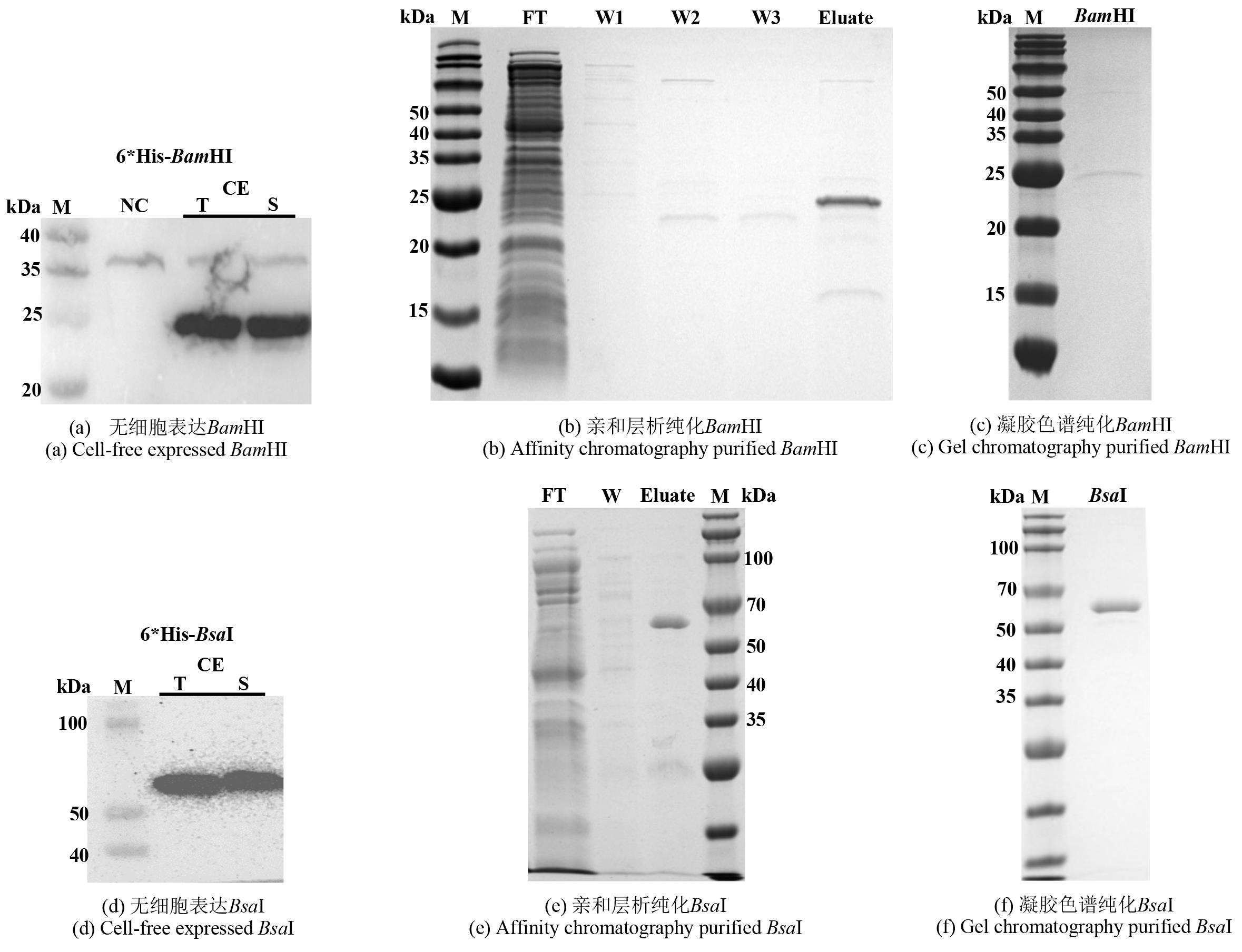 限制性内切酶的无细胞快速制备研究