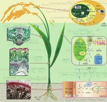 Plant synthetic biology for carbon peak and carbon neutrality