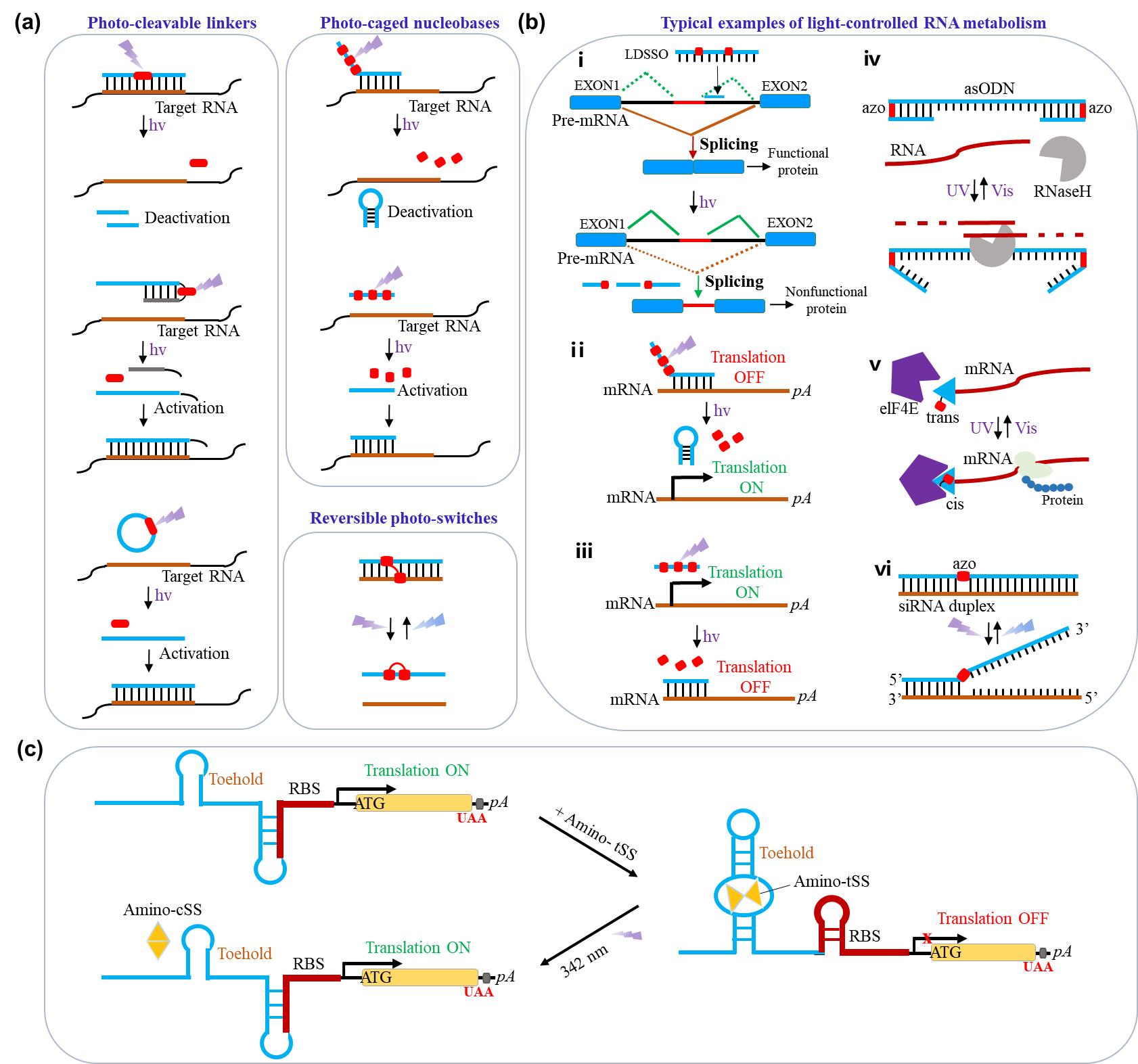RNA转录后代谢时空精密控制技术