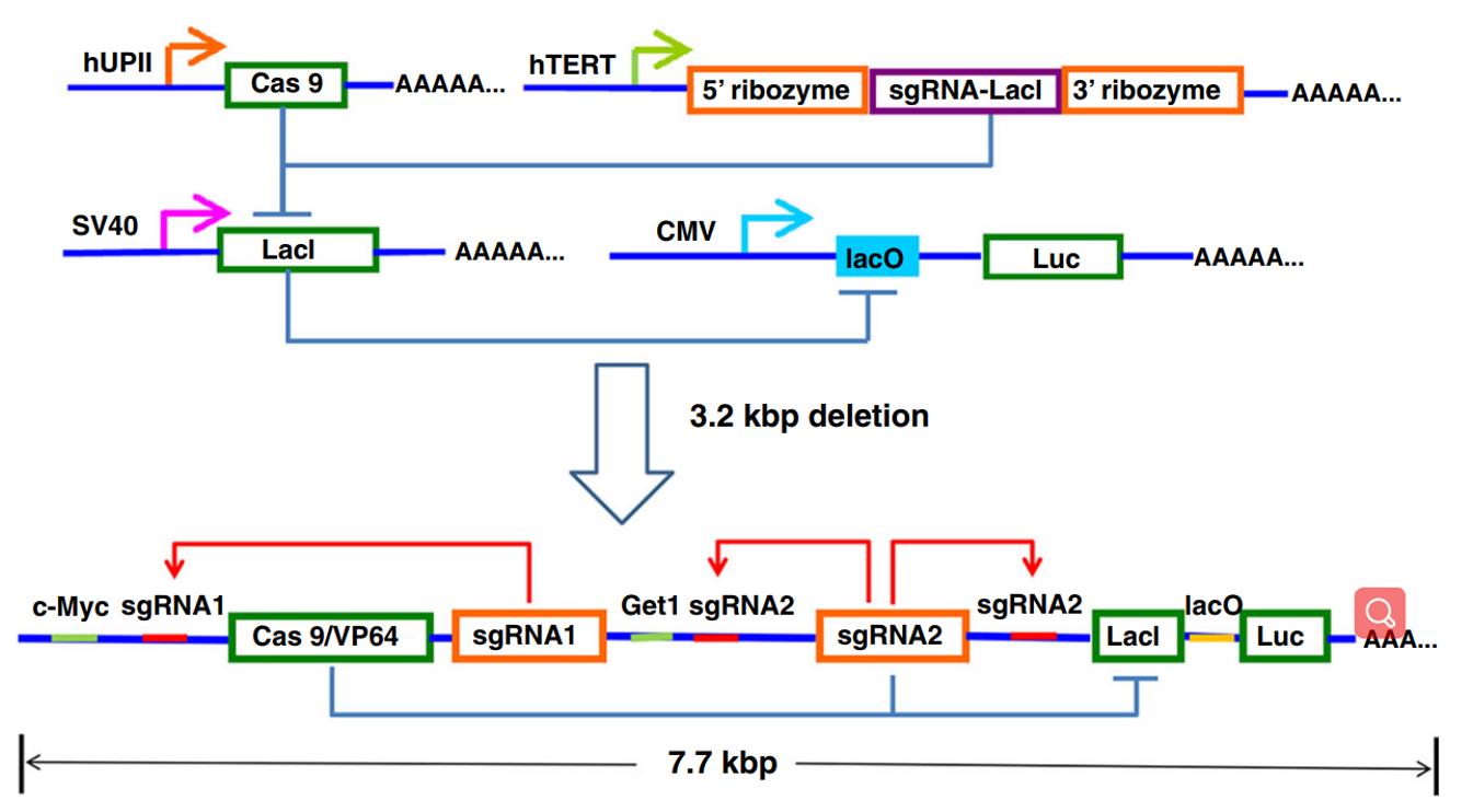 CRISPR-Cas9系统在肿瘤生物学中的应用及前景