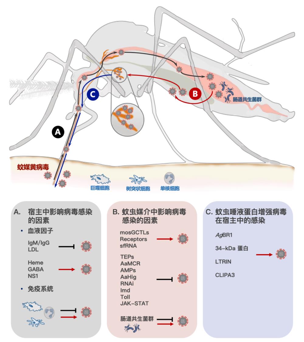 Research on the mechanism of mosquito-borne flaviviruses transmission ...