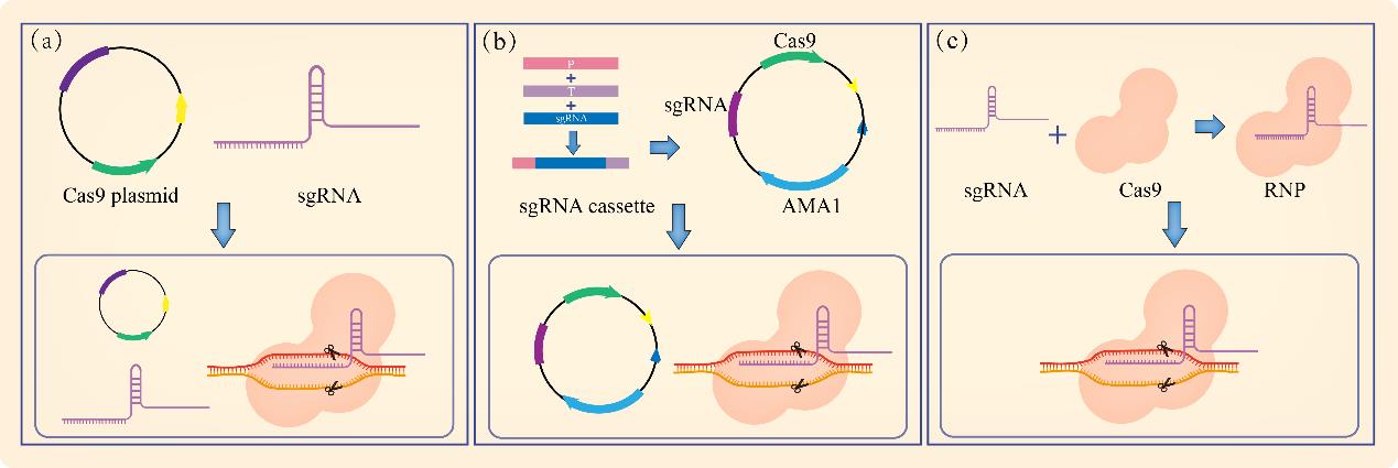 Application of CRISPR/Cas genome editing technology in the synthesis of ...
