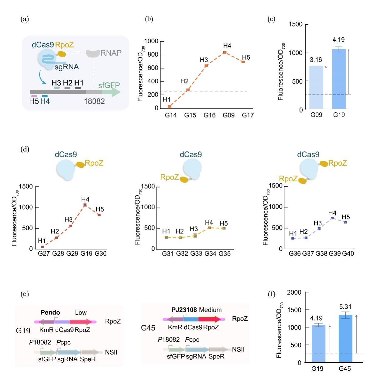 Development of CRISPRa for metabolic engineering applications in ...