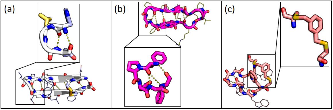 Target structure based computational design of cyclic peptides
