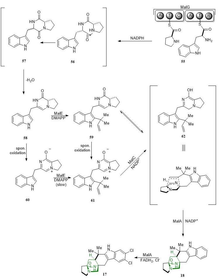 Enzyme-catalyzed Hetero-Diels-Alder Reactions