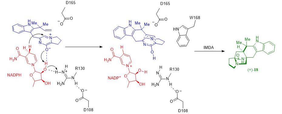 Enzyme-catalyzed Hetero-Diels-Alder Reactions