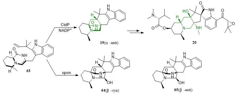 Enzyme-catalyzed Hetero-Diels-Alder Reactions
