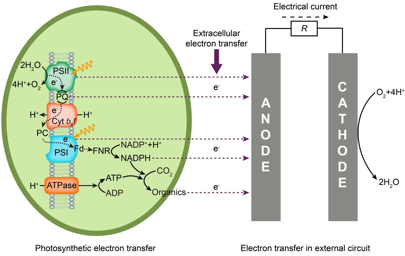 Biophotovoltaics: an environmentally friendly technology for solar ...