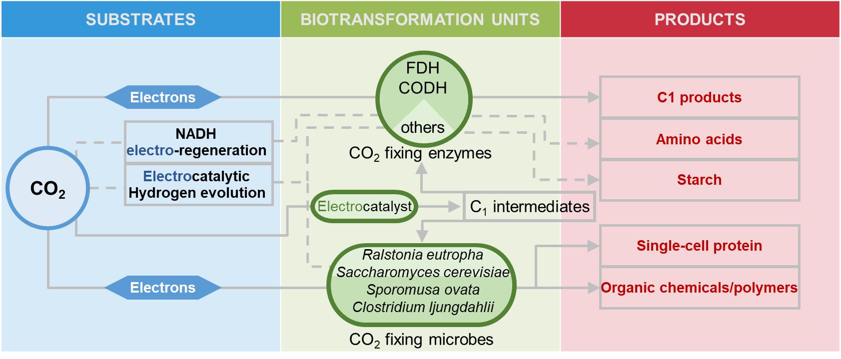 电能辅助二氧化碳生物转化