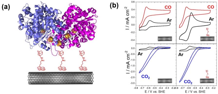 电能辅助二氧化碳生物转化