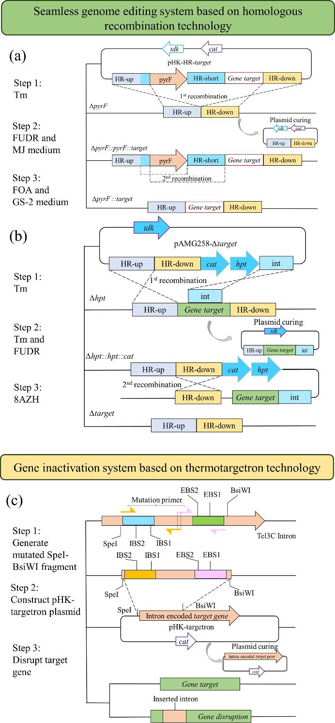 热纤梭菌在生物质能源开发中的合成生物学研究进展