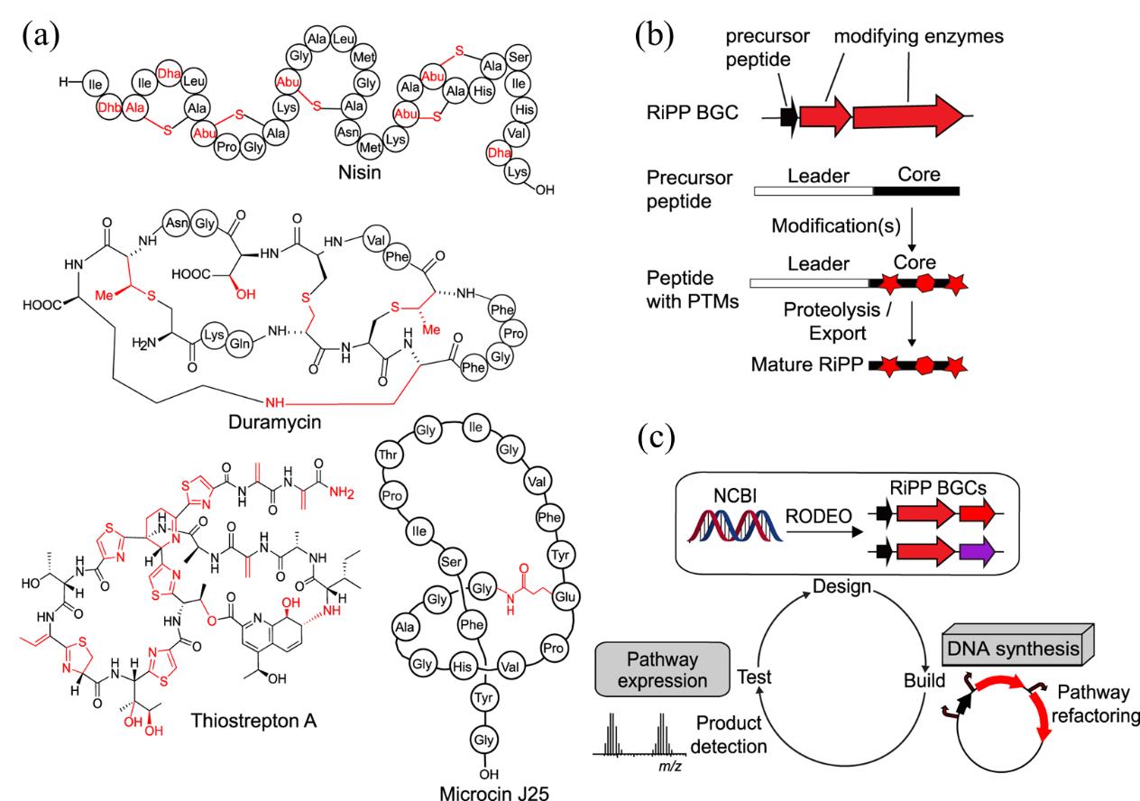 自动化合成生物技术在DNA组装与微生物底盘操作中的应用