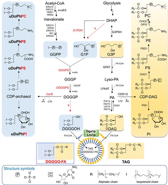 自动化合成生物技术在DNA组装与微生物底盘操作中的应用