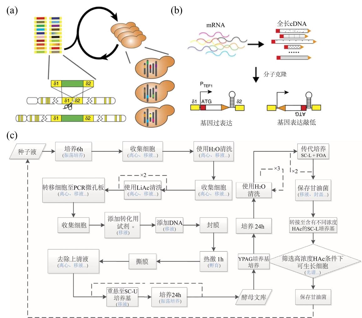 自动化合成生物技术在DNA组装与微生物底盘操作中的应用