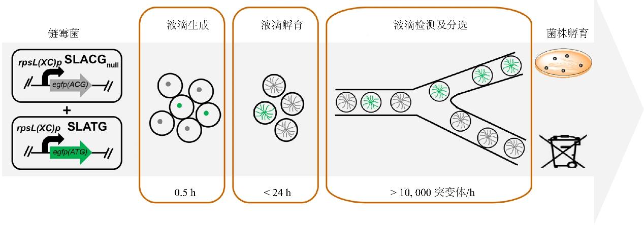 自动化合成生物技术在DNA组装与微生物底盘操作中的应用