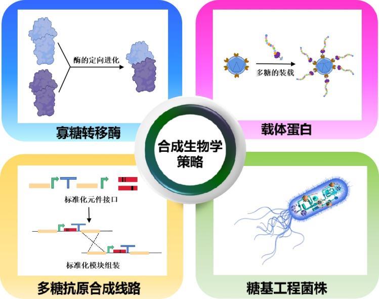 合成生物学在多糖结合疫苗研发中的应用