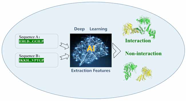 深度学习在基于序列的蛋白质互作预测中的应用进展