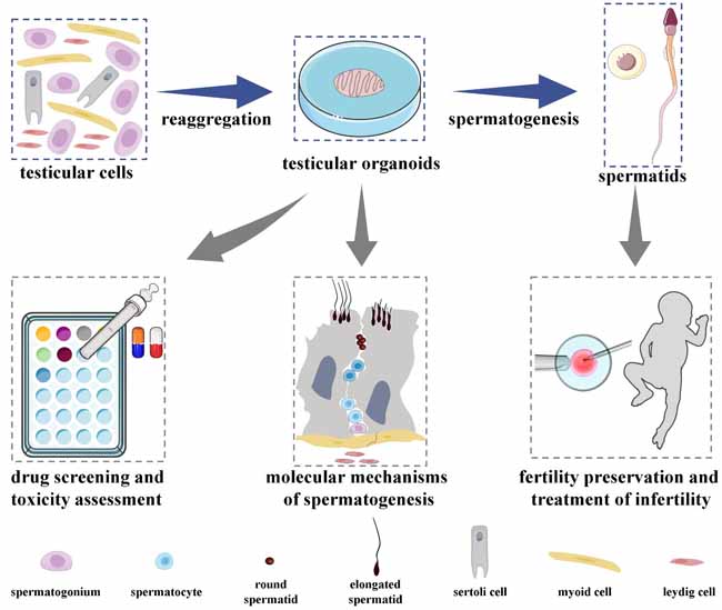 Advancements in testicular organoids for in vitro spermatogenesis